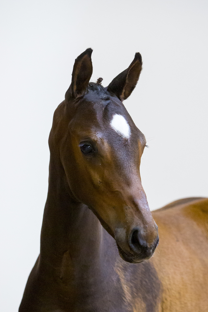 NITRO L.E. | HorseTelex