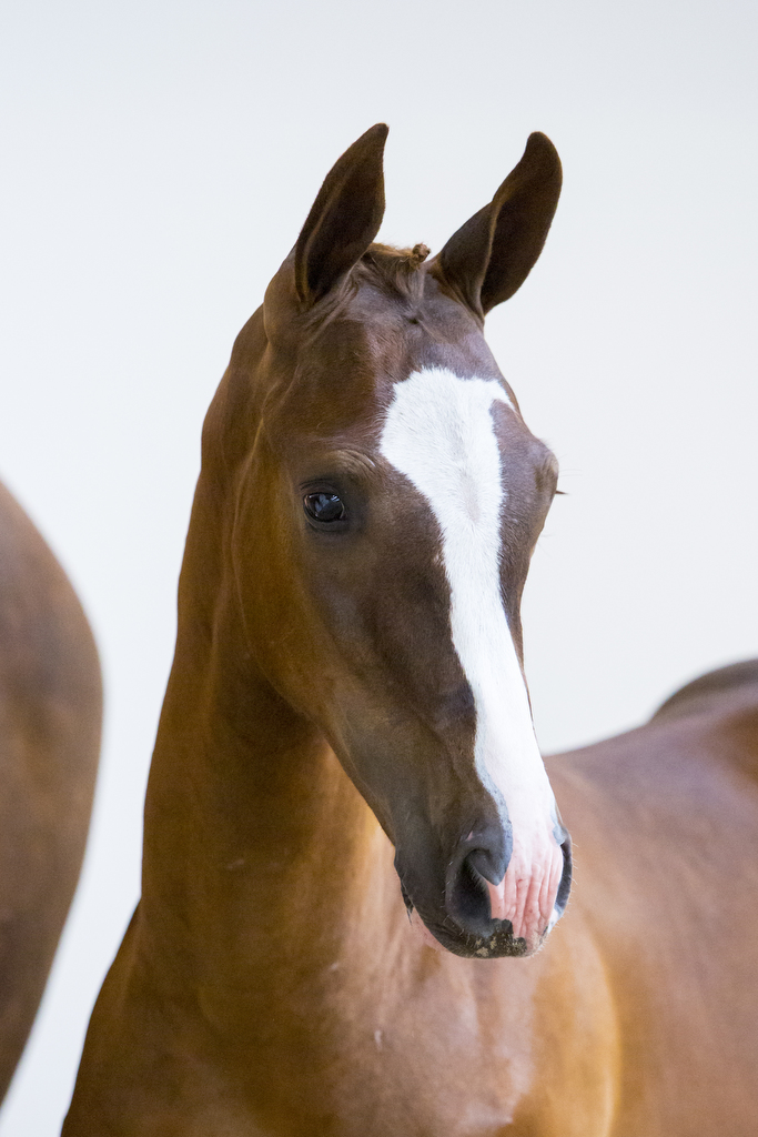 NO PROBLEM SIH | HorseTelex