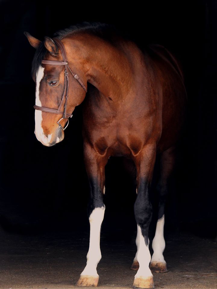 PROTOTYPE | HorseTelex