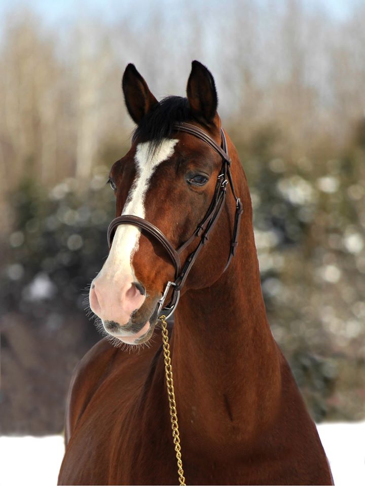 PROTOTYPE | HorseTelex