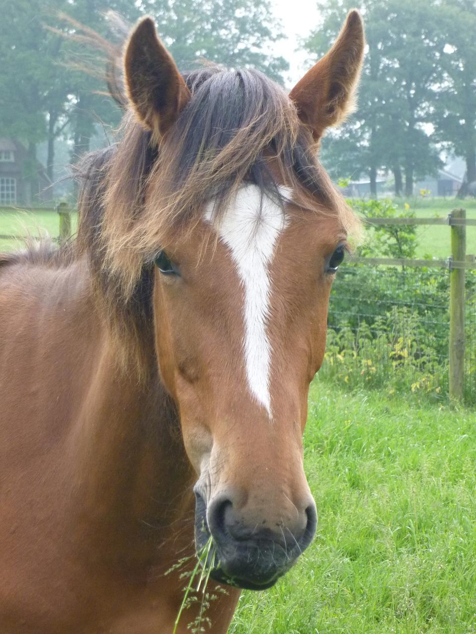 GEISHA LISSY V | HorseTelex