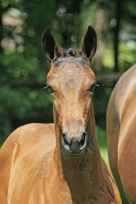 CACHARELLE HorseTelex