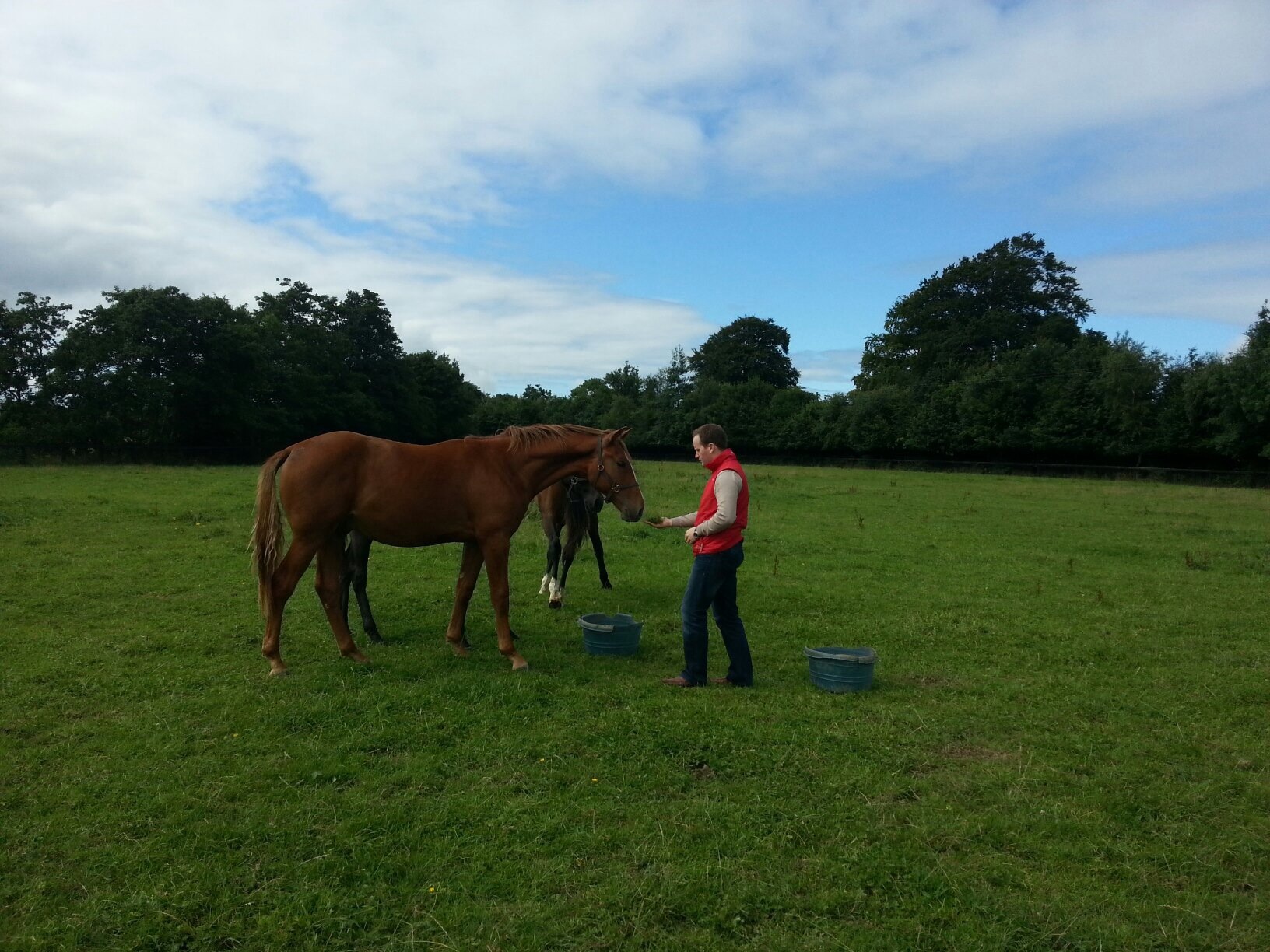 SHS INDELLA | HorseTelex