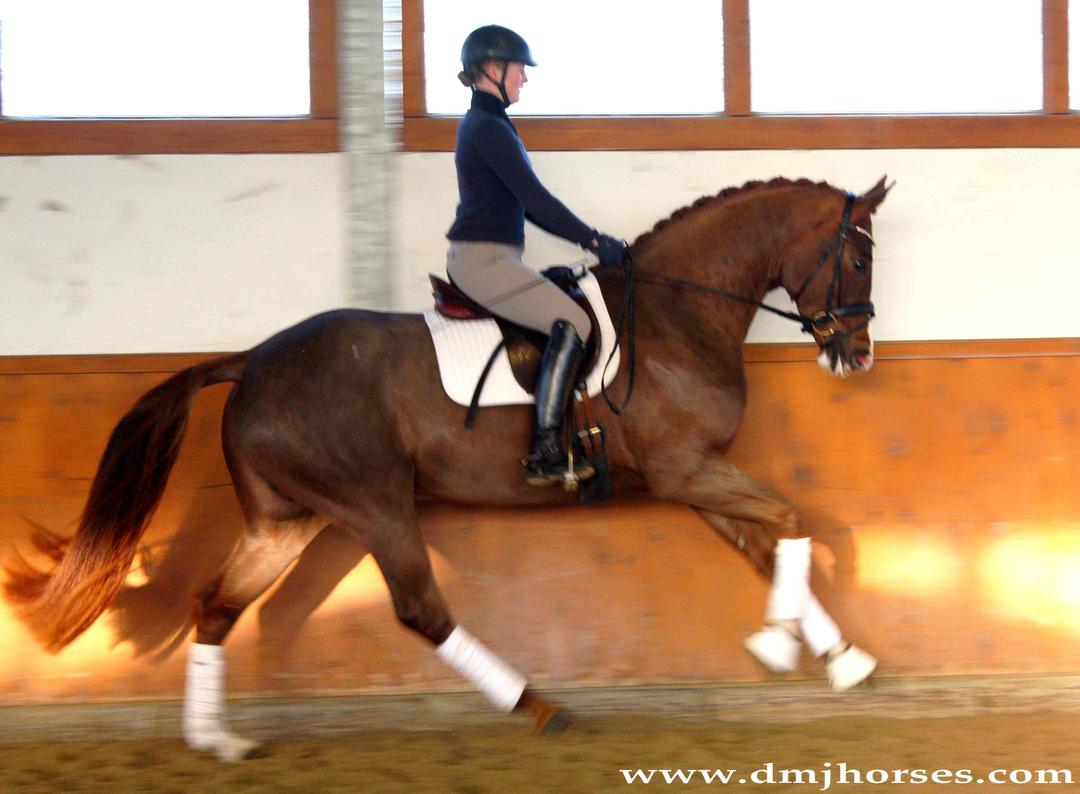 DMJ DIVA DANNEBROG | HorseTelex
