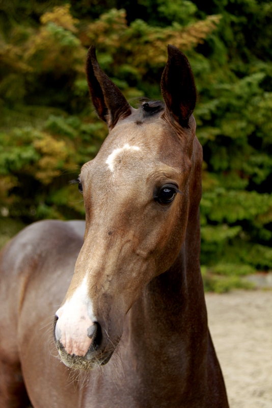 CLEAR HEART | HorseTelex