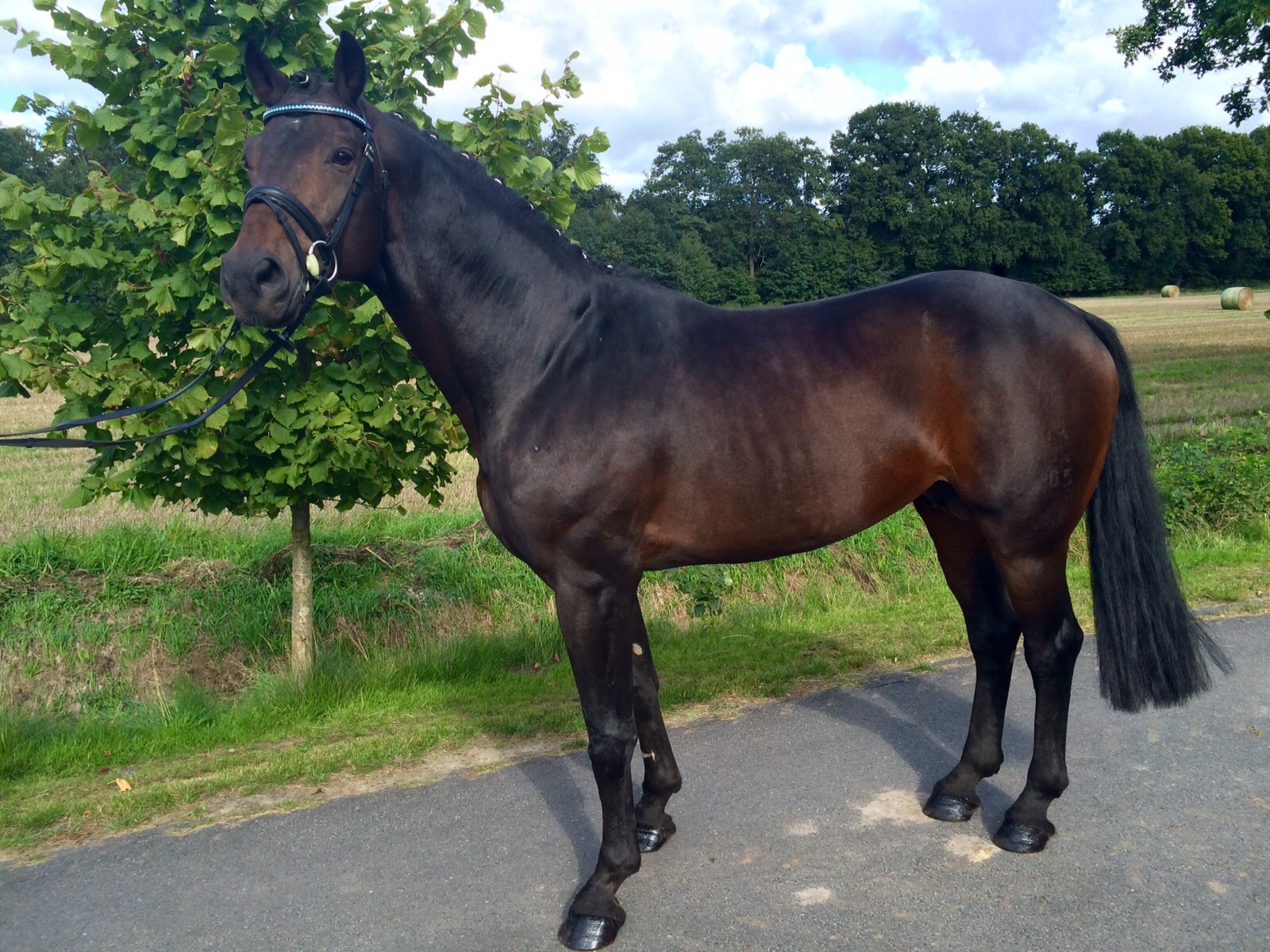 BALLETTMEISTER | HorseTelex