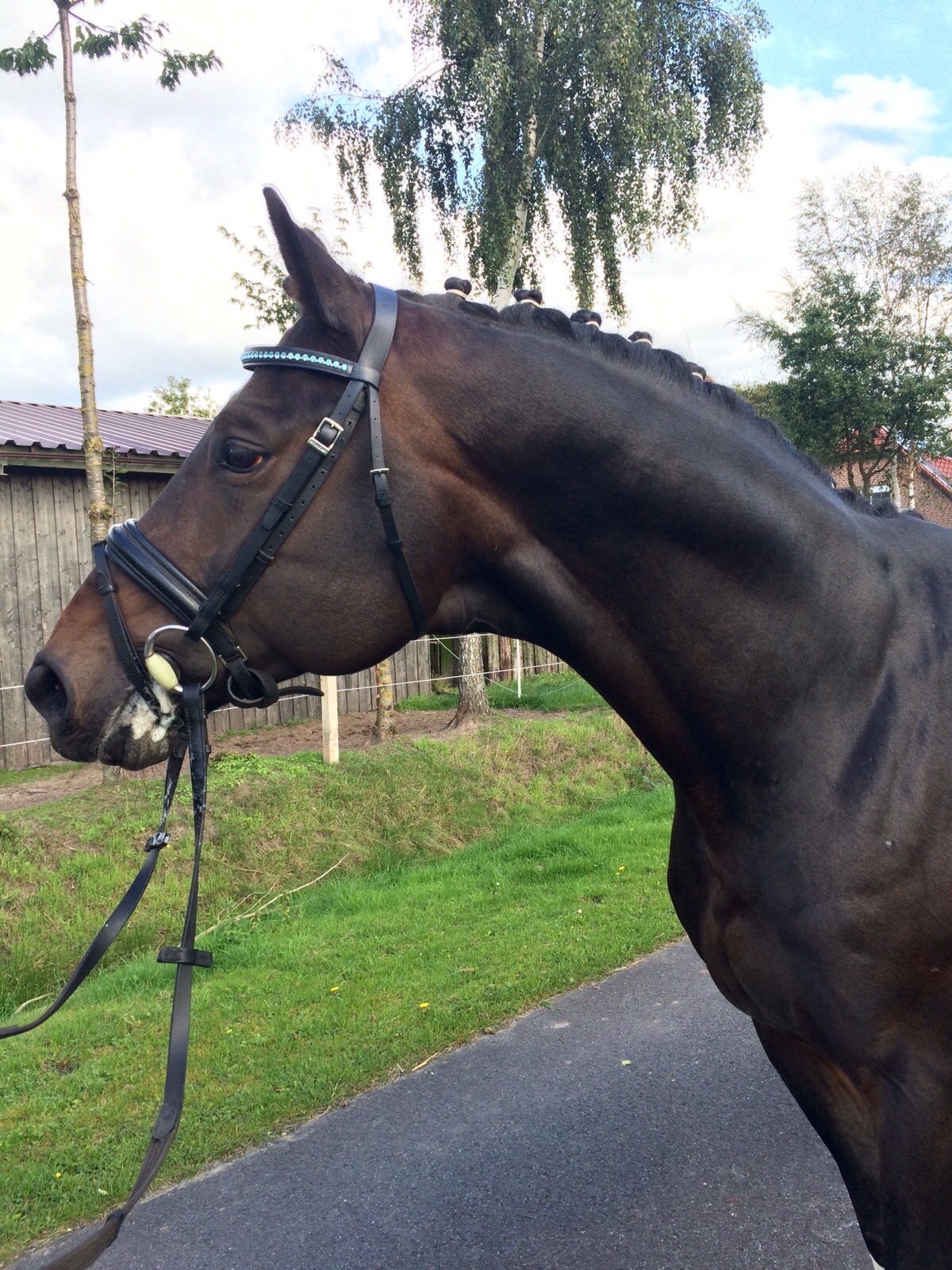 BALLETTMEISTER | HorseTelex