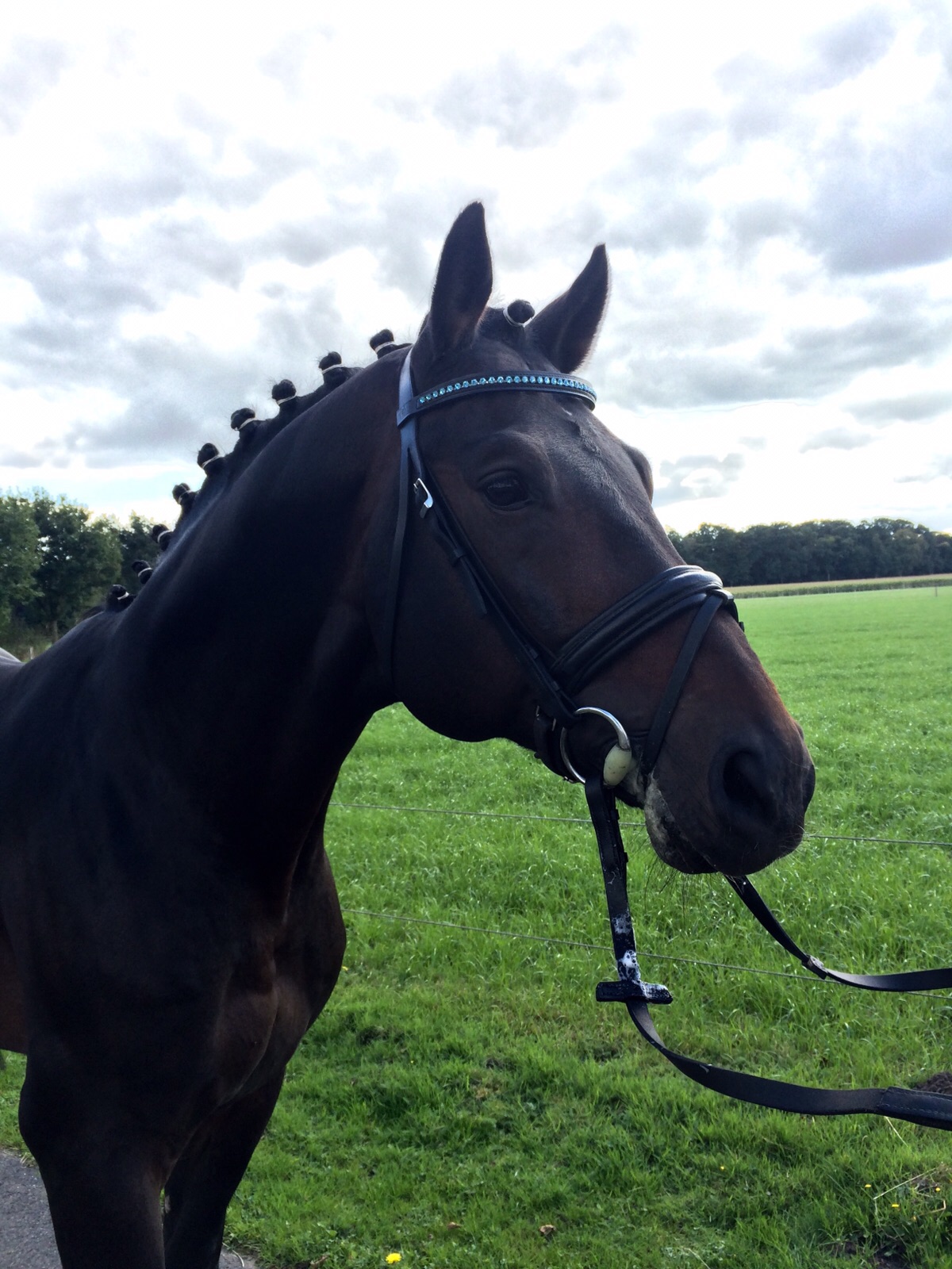 BALLETTMEISTER | HorseTelex