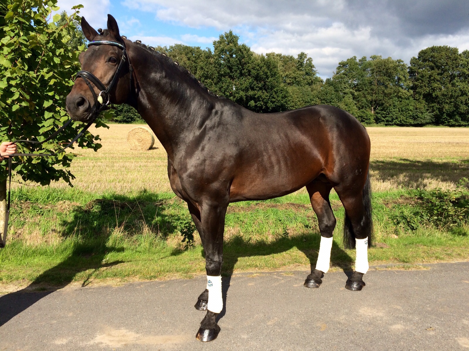 BALLETTMEISTER | HorseTelex