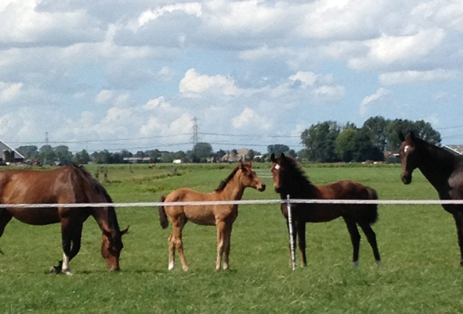 De Vennen/ S J van der Vis | HorseTelex